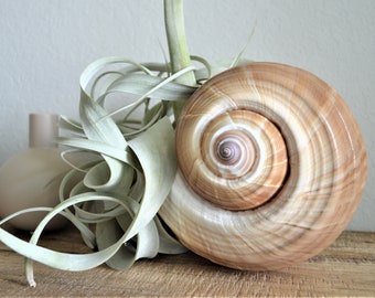 Large Seashell Planter | Etsy