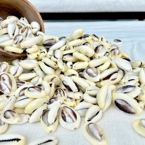 Bulk 100pc Sliced Cut Money Cowry Cowries Jewelry Shell Crafts Coastal ...