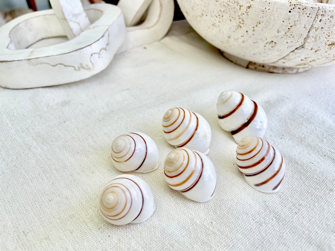 White Brown Striped Land Snail Seashells Small 1.5" Beach Wedding ...