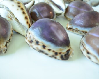 Purple Seashell | Etsy