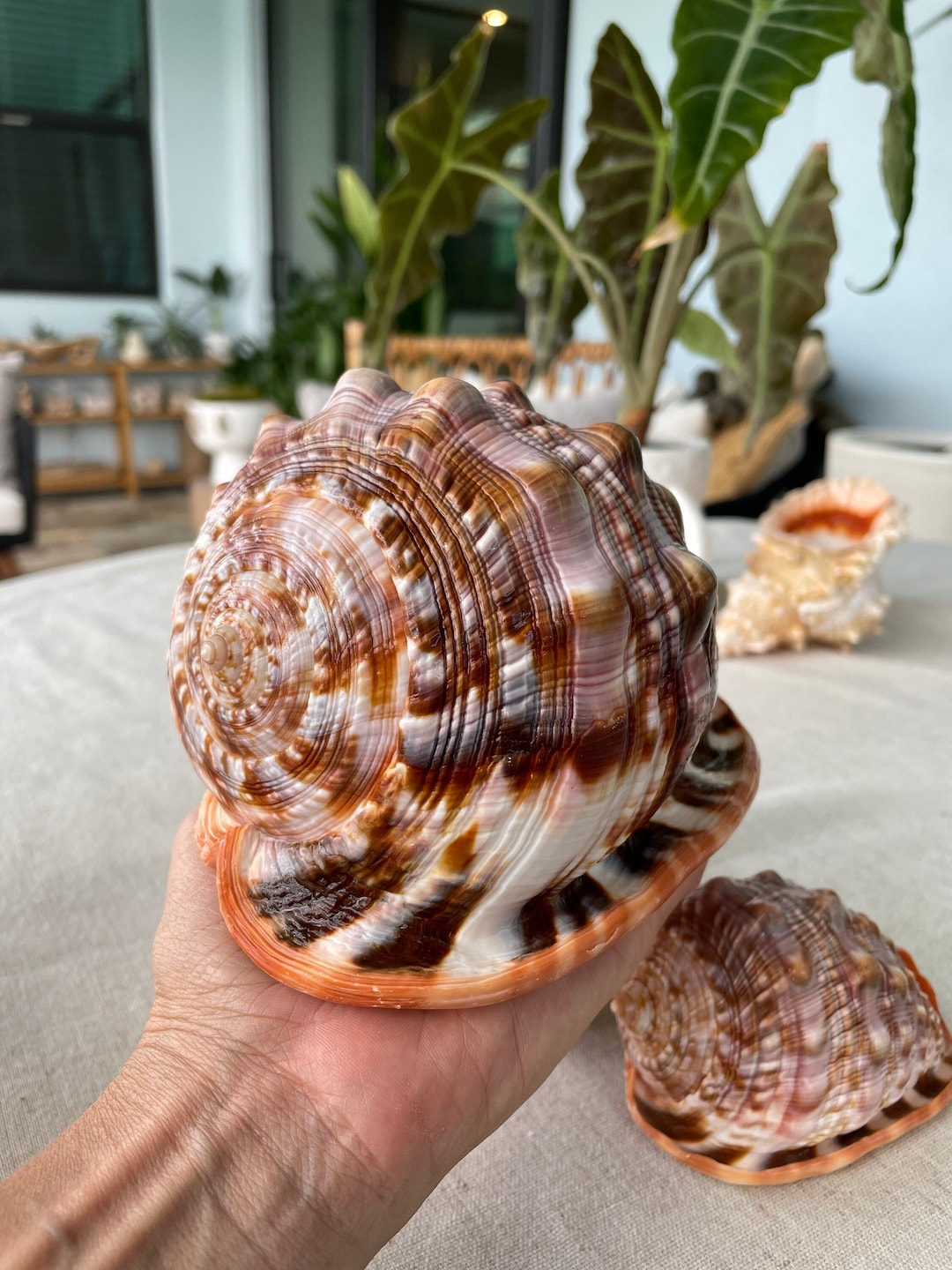 RED MOUTH CAMEO Bull Shell *all Sizes* Authentic Bright Color Display ...