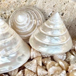 100% Authentic Seashell Shiny Polished Pearlized Pyramid Trochus Top ...
