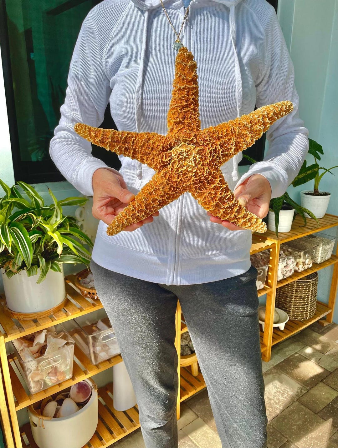 Natural Sugar Starfish: 1-13” *you Choose Size* Coastal Décor, Beach ...