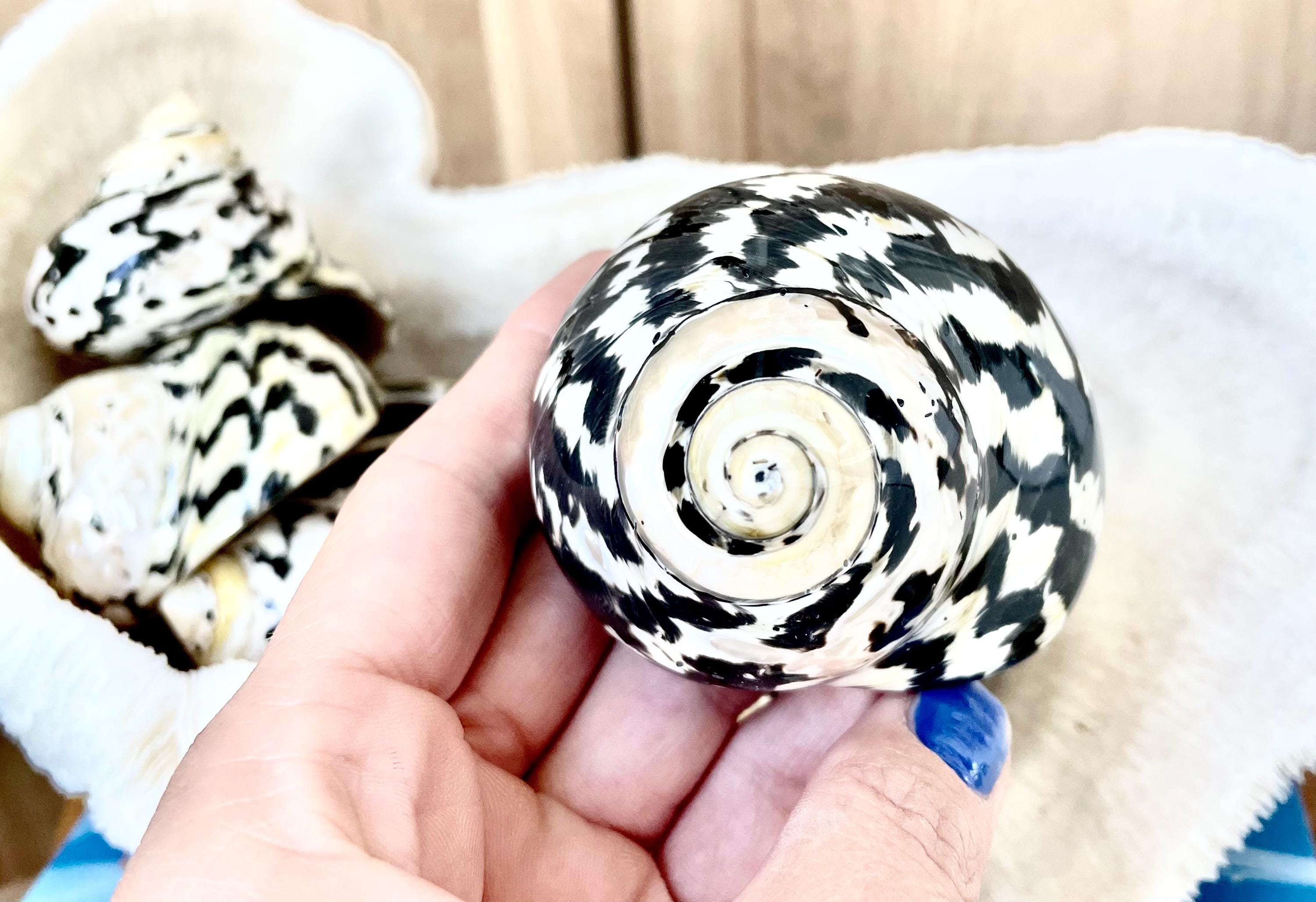 MAGPIE TURBO SHELLS *you Choose Size* Naturally Polished Black White ...