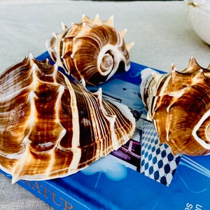 Spikey Crown Conch Shells 4-5", You Choose Color, Coastal Home Décor - Etsy
