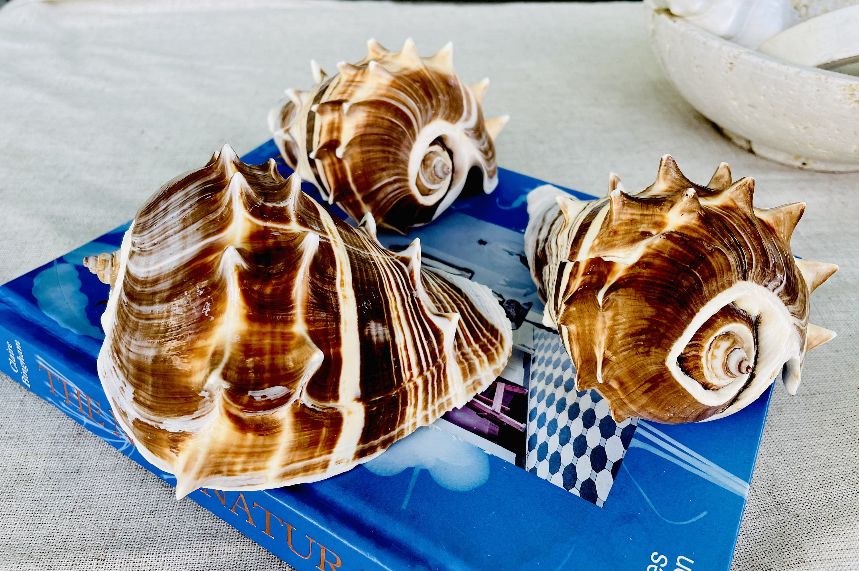 King Crown Conch Shell (4-5"), Spikey Coastal Home Décor - Etsy