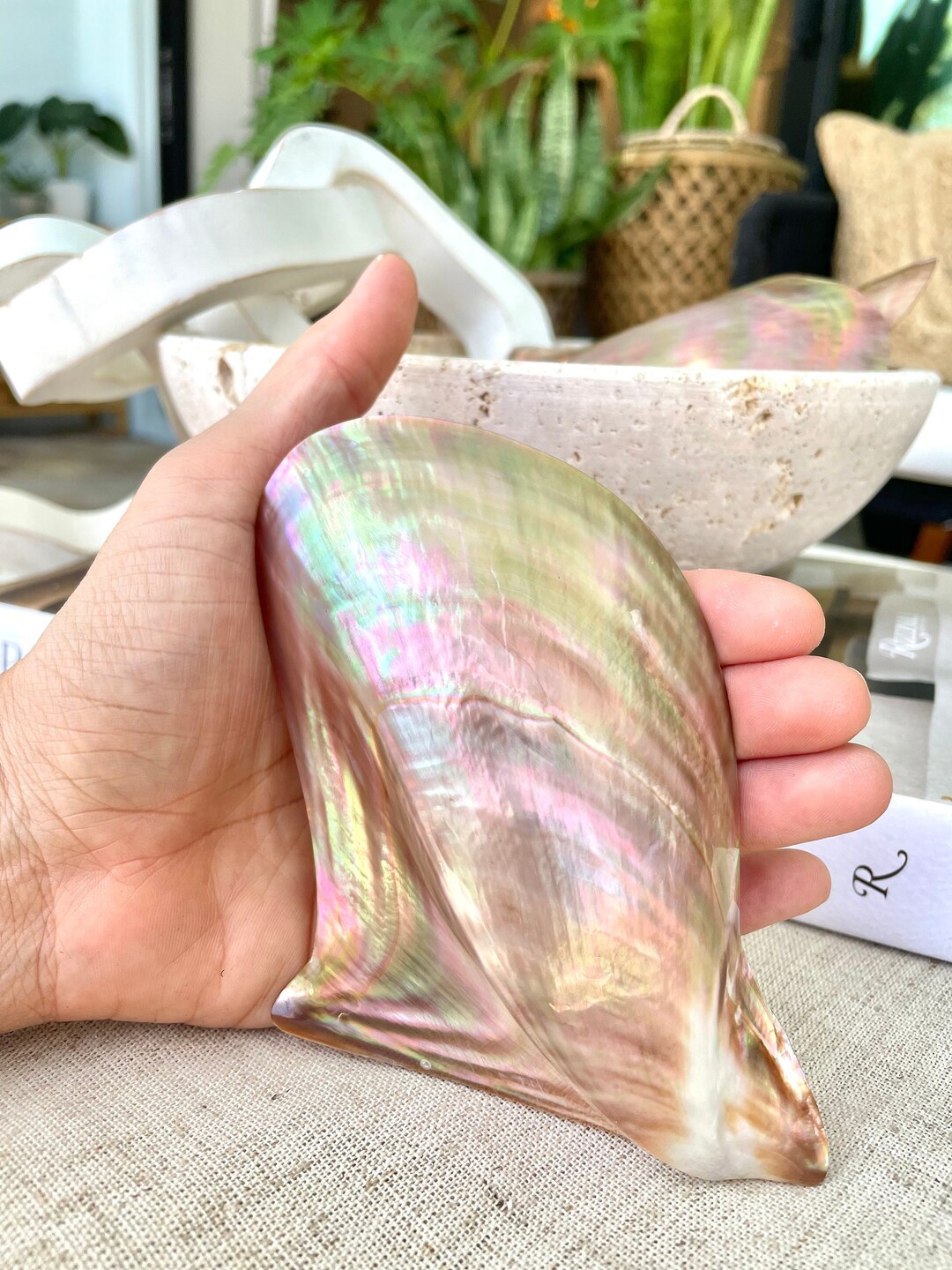 POLISHED WING OYSTER Shells 2.5-6" *you Choose Size* Jewelry Pendent ...