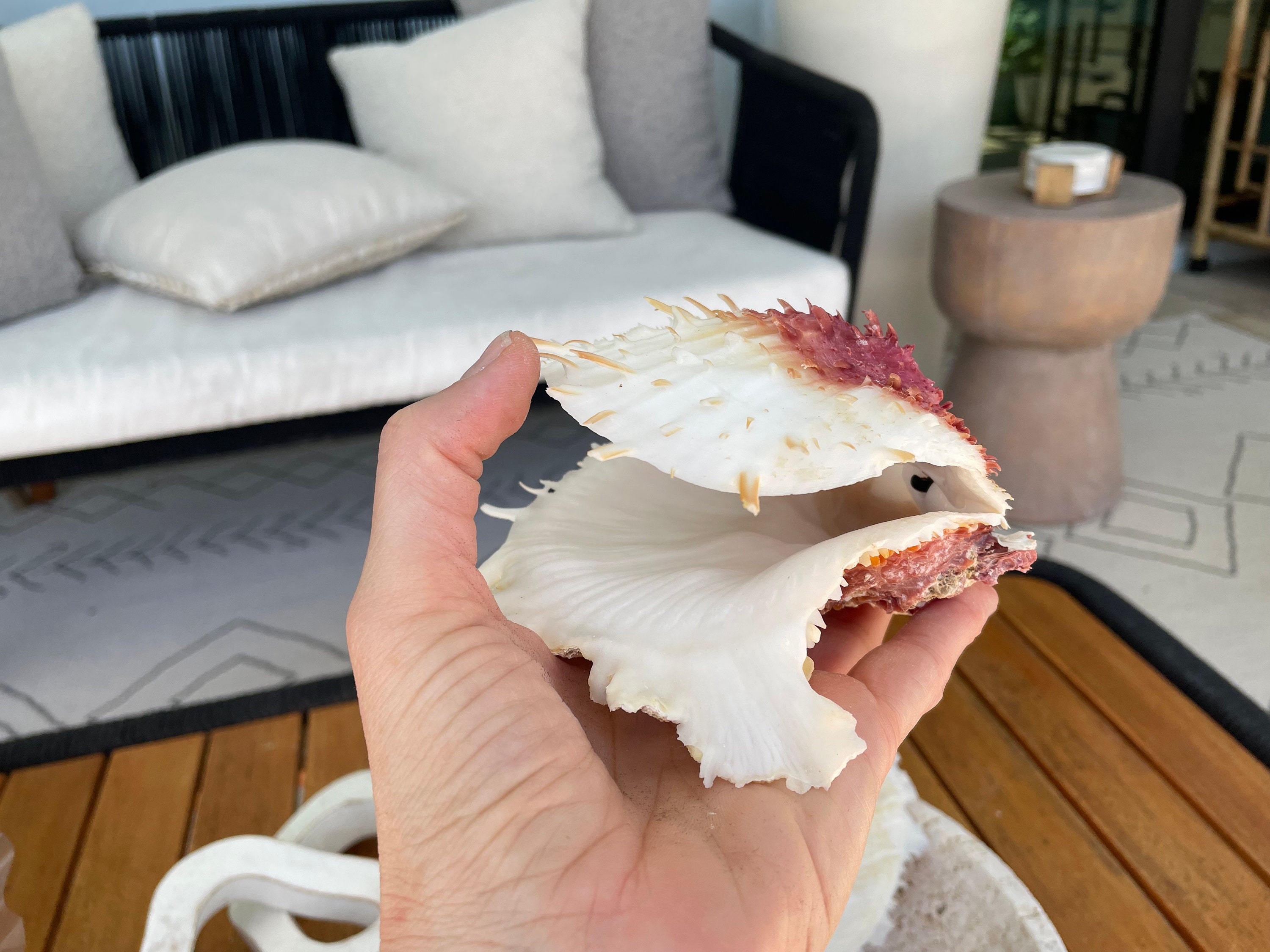 Spondylus Varians OYSTER Shells: 4-7" Tall White Thorny Paired Display ...