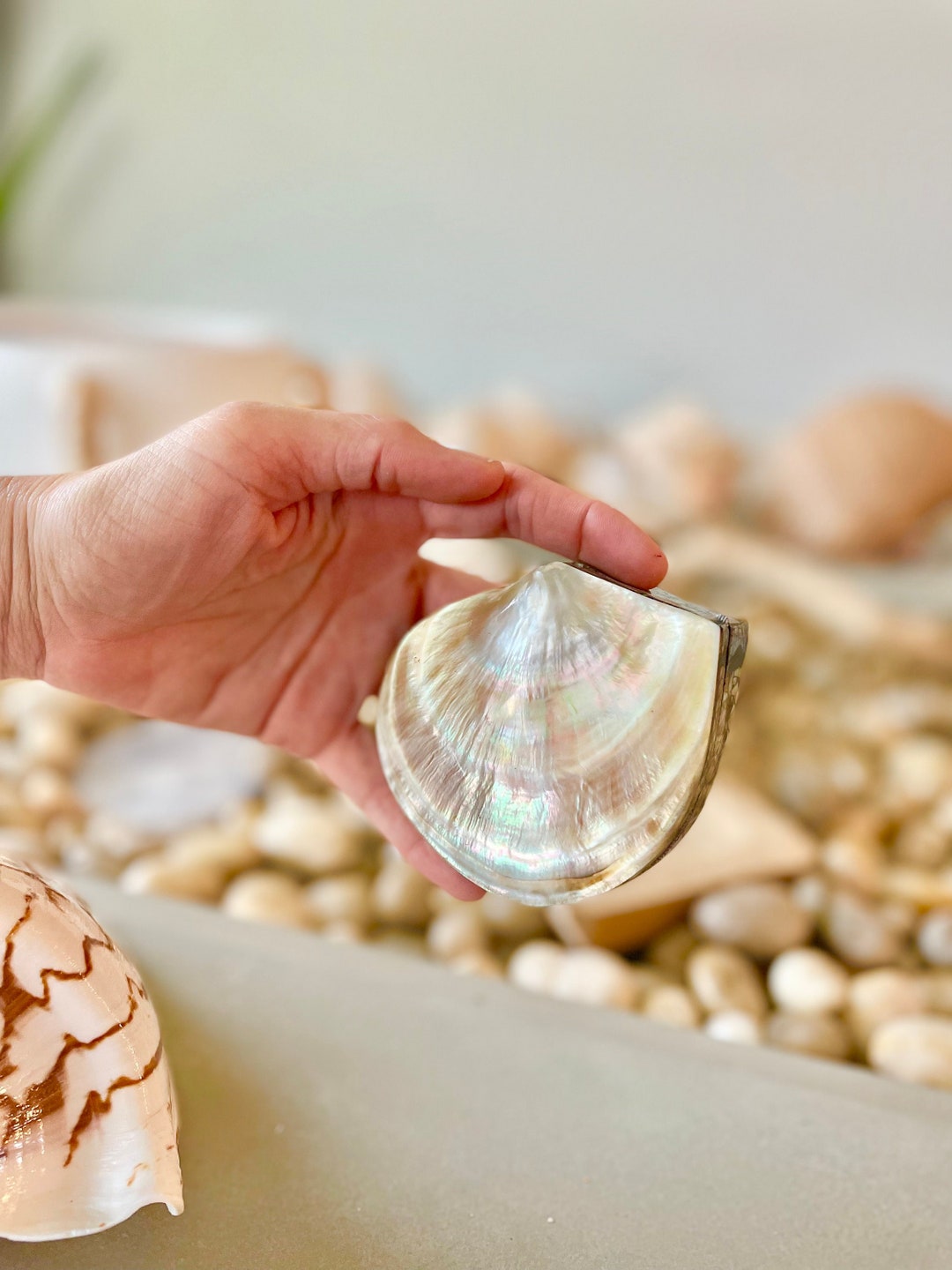 Coastal Gift Box Black Lip Shell Irredescent Seashell Jewelry Box ...