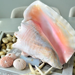 BAHAMA PINK CONCH Shell *all Sizes* Natural Upcycled Sustainable ...