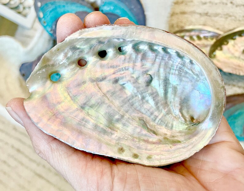 Turquoise Blue Abalone Shell (3.5-4