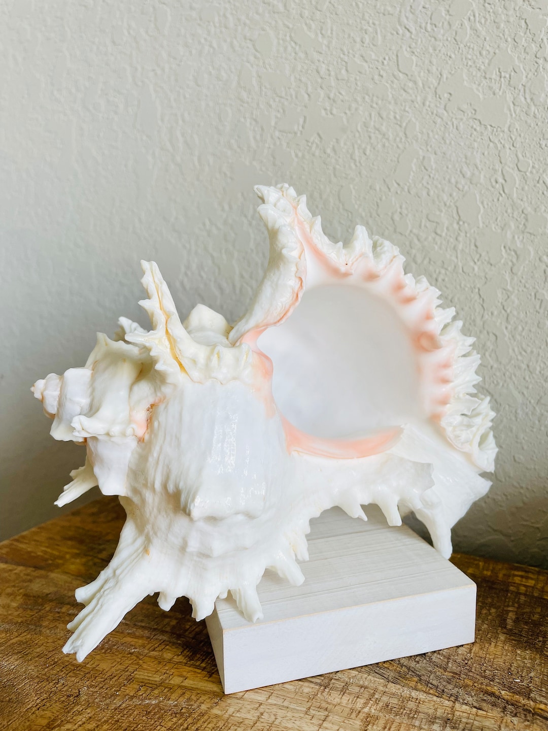 Ramosus Murex Shell, 6-11" *you Choose Size* Pink/white Seashell ...