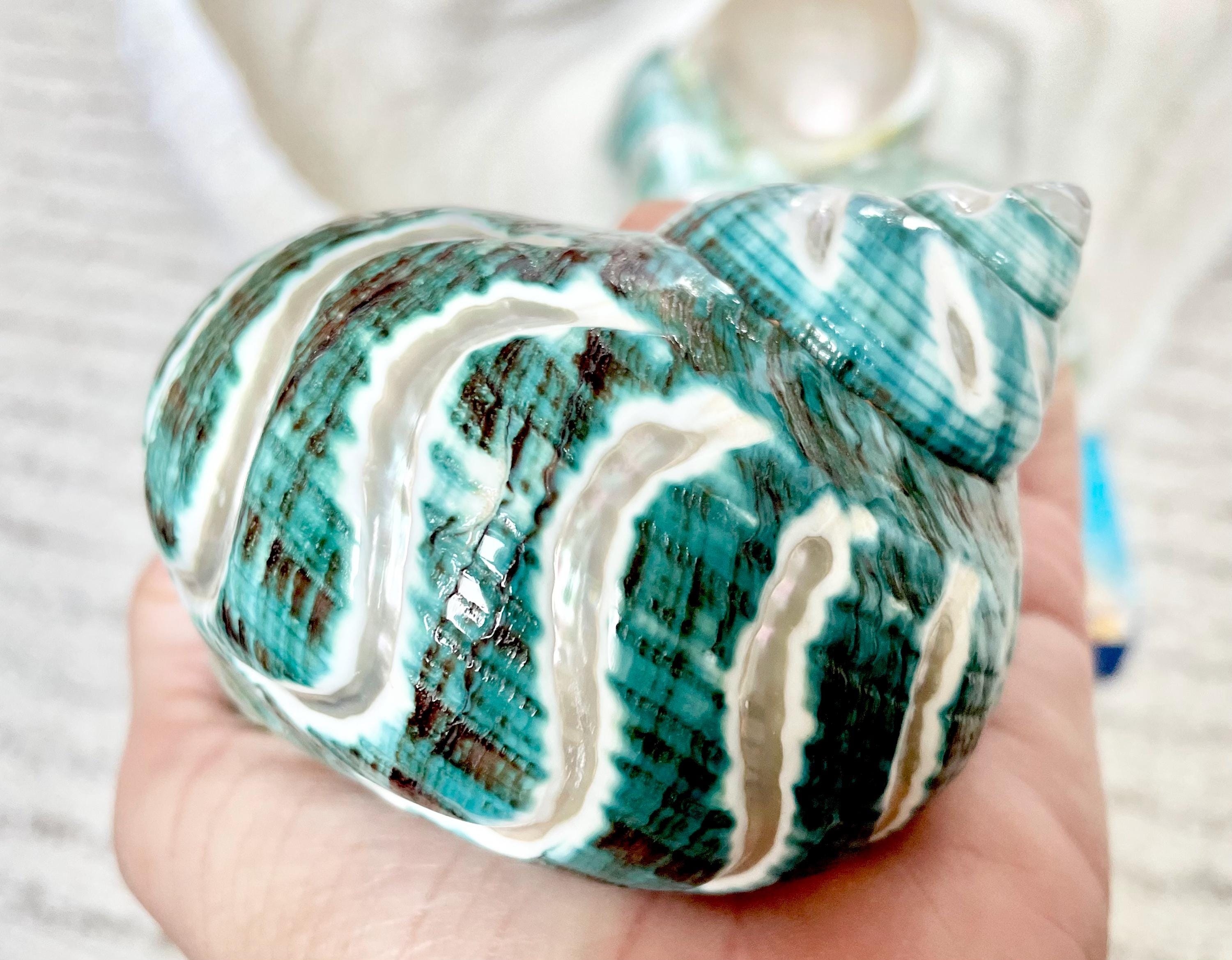CARVED JADE TURBO Shells *all Sizes* Green Hermit Crab Seashell Coastal ...