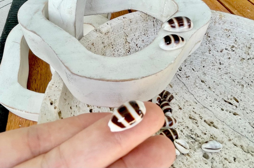 Rare Asellus Cowrie Striped Cowry Display Shell 1.5-2cm Long Seashell ...