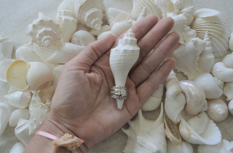 Mixed White Seashells Beach Wedding Decor Sea Shells Assorted | Etsy