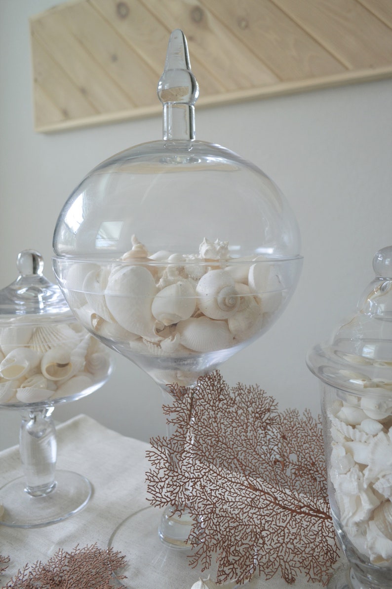 Mixed White Seashells Beach Wedding Decor Sea Shells Assorted | Etsy