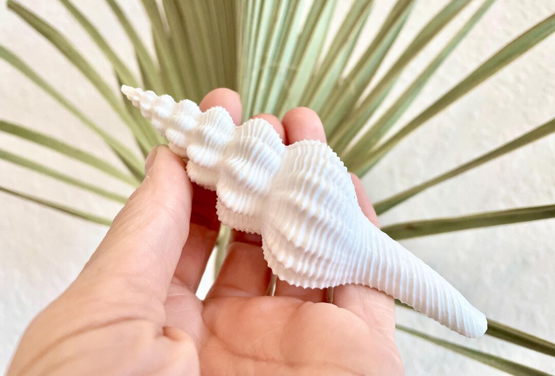 Set of 3 Shells- 4-5" Long Solid White Spindle Fusinus Conch Seashells ...
