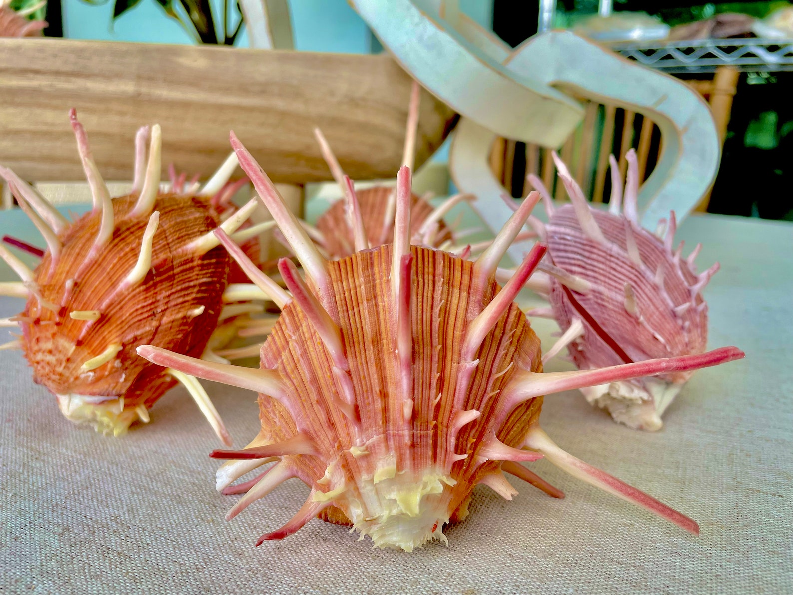 SPINY REGAL OYSTER Pairs: You Pick Size & Color, Pink Orange Display ...