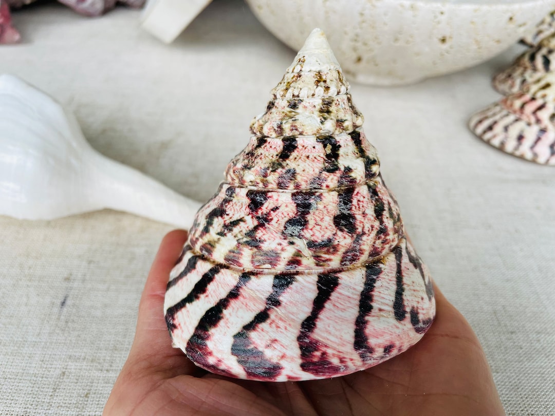 STRAWBERRY TROCHUS SHELLS 4" Polished Pink White Stripes Display ...