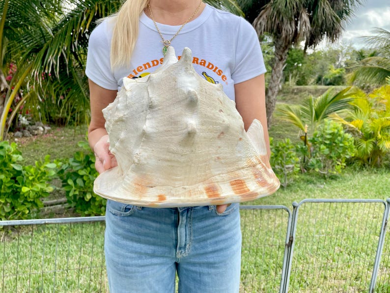 YELLOW HORNED HELMET Shell *all Sizes* Orange Polished Glossy Interior ...