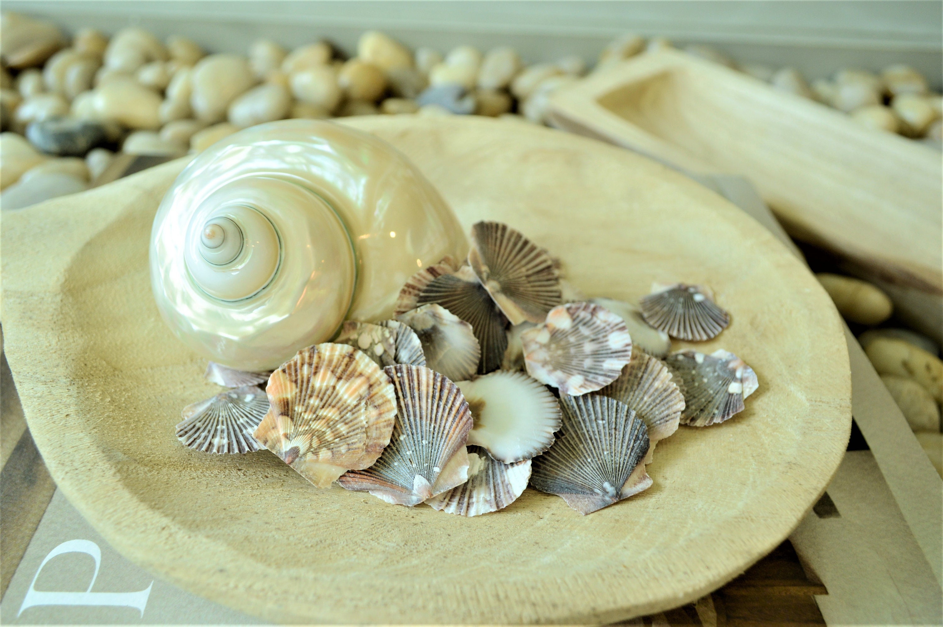 BABY FLAT SCALLOP Shells *bulk 2.2 Lbs. Hundreds* Natural Colorful 1-2 ...