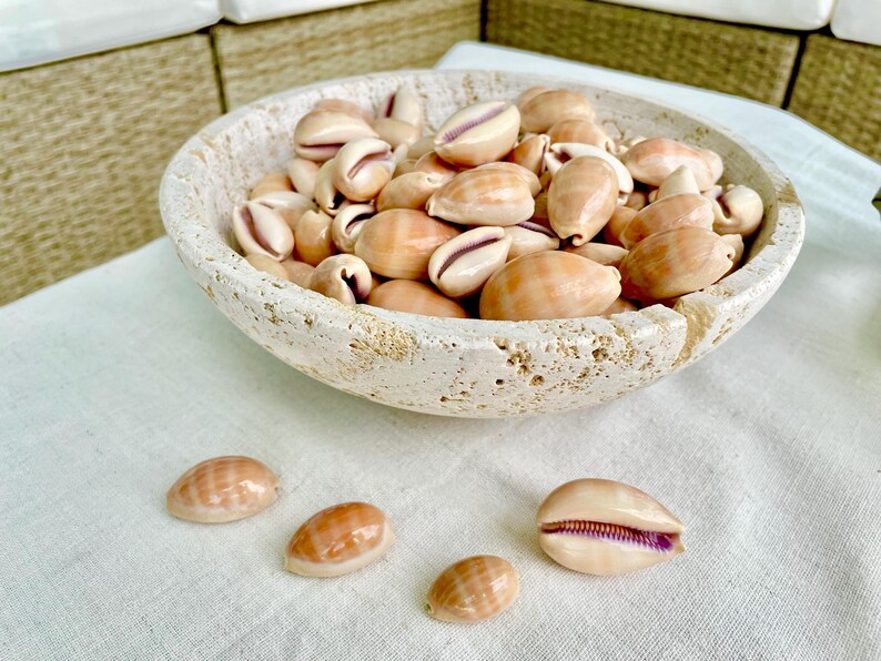 Polished Cowrie Shells 3/4"-2", Spotted Seashells for Crafts Jewelry - Etsy