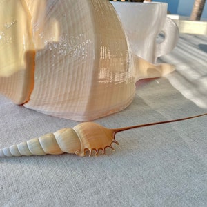 100% Real Shinbone Tibia Sea Shell Display Seashell 6-9" Coastal ...