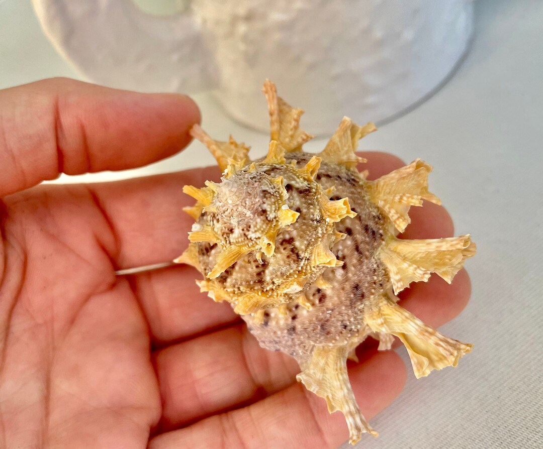 Rare Girgyllus Star Shell Display Seashell 1-3" You Pick Size ...