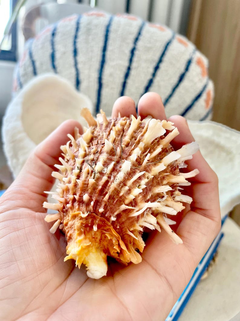 PACIFIC SPINY OYSTER Shells *all Sizes* Dark Orange Display Seashell - Etsy