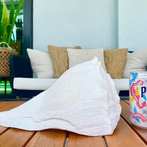 HUGE Vintage White Lightning Whelk Conch Seashell X-large 10-12" Shell ...