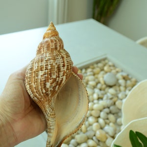 Florida Banded True Tulip Seashell 5-8" YOU PICK SIZE Sea Shell Brown ...