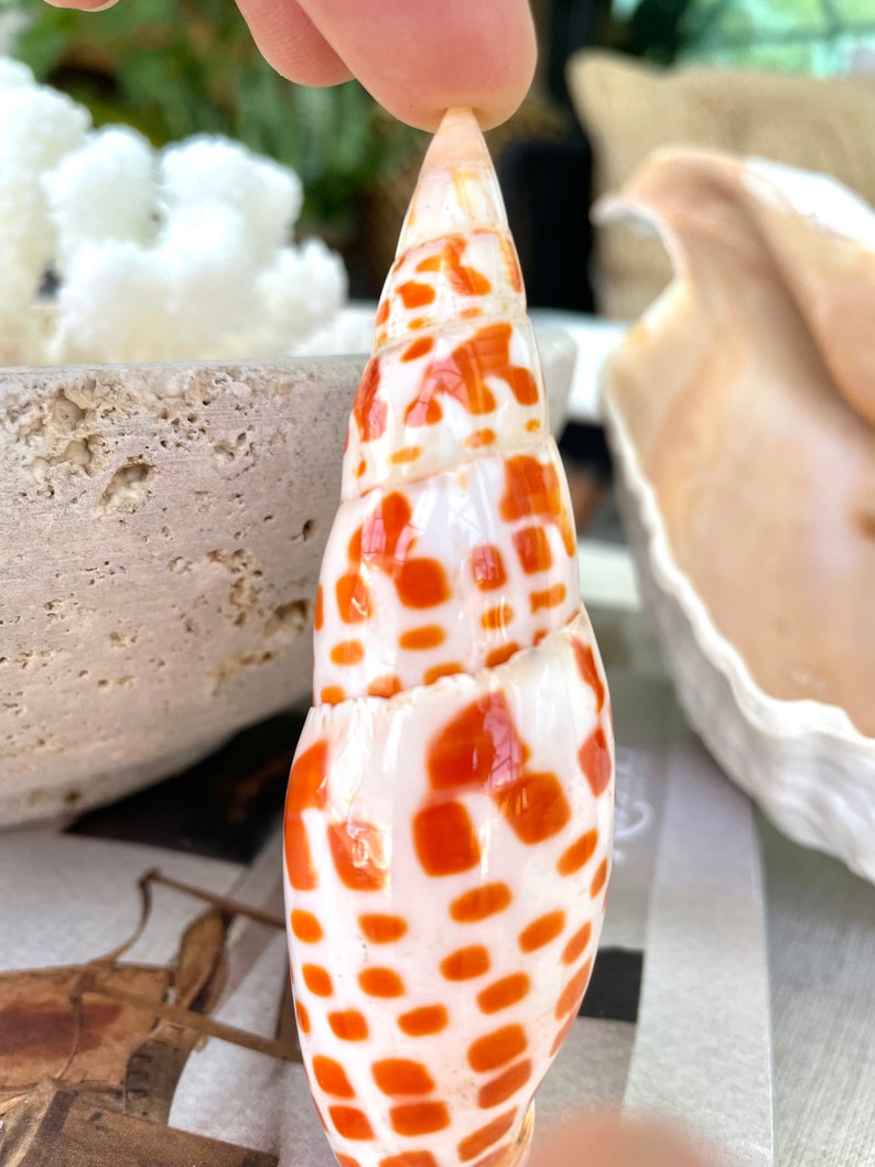 SPOTTED MITER SHELL *all Sizes* Unique Orange White Display Seashell ...