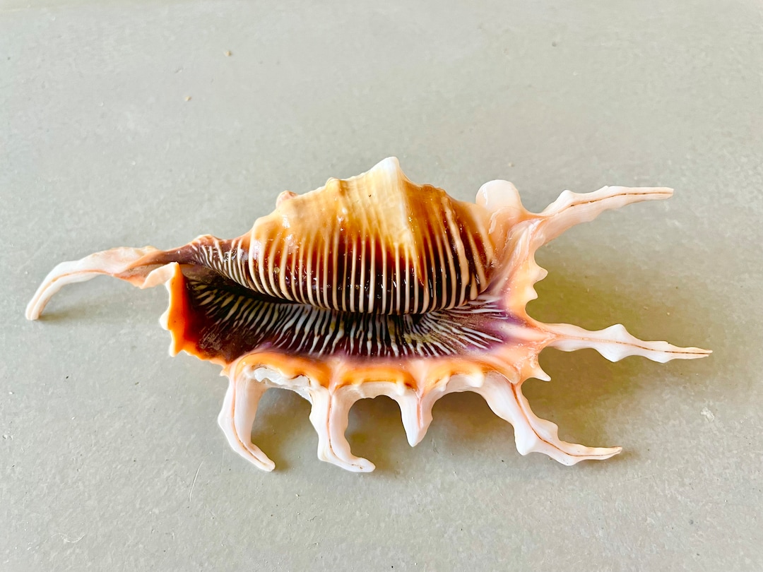 Set of 3 Scorpion Lambis Spider Conch Display Shell Seashell 4-5 ...