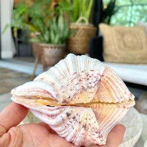 BEAR CLAW CLAM Shells 4-5" Paired Seashell Natural White Display ...