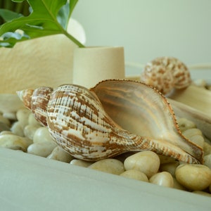 Florida Banded True Tulip Seashell 5-8" YOU PICK SIZE Sea Shell Brown ...