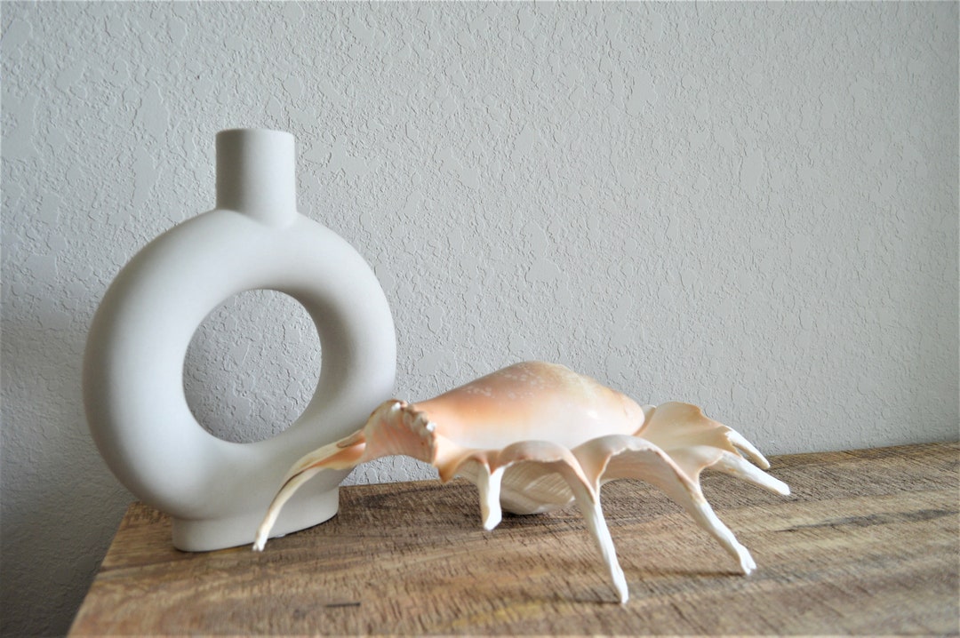 LAMBIS SPIDER CONCH Shells Giant X-large Display Seashells Natural ...