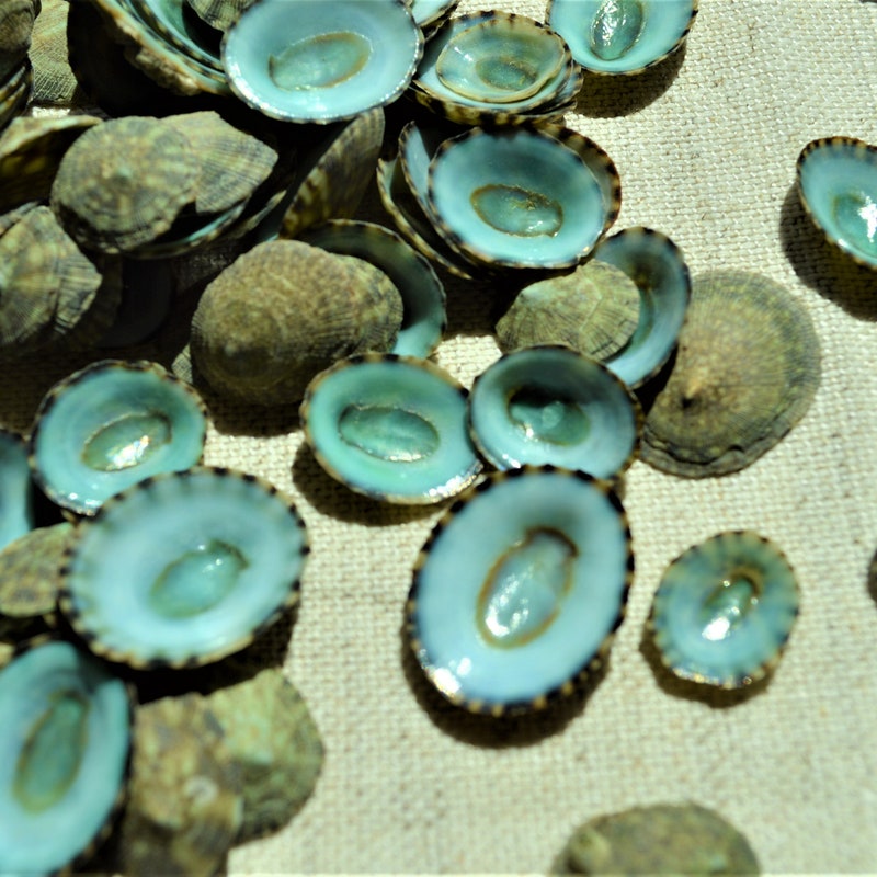 Teal Shells - Etsy