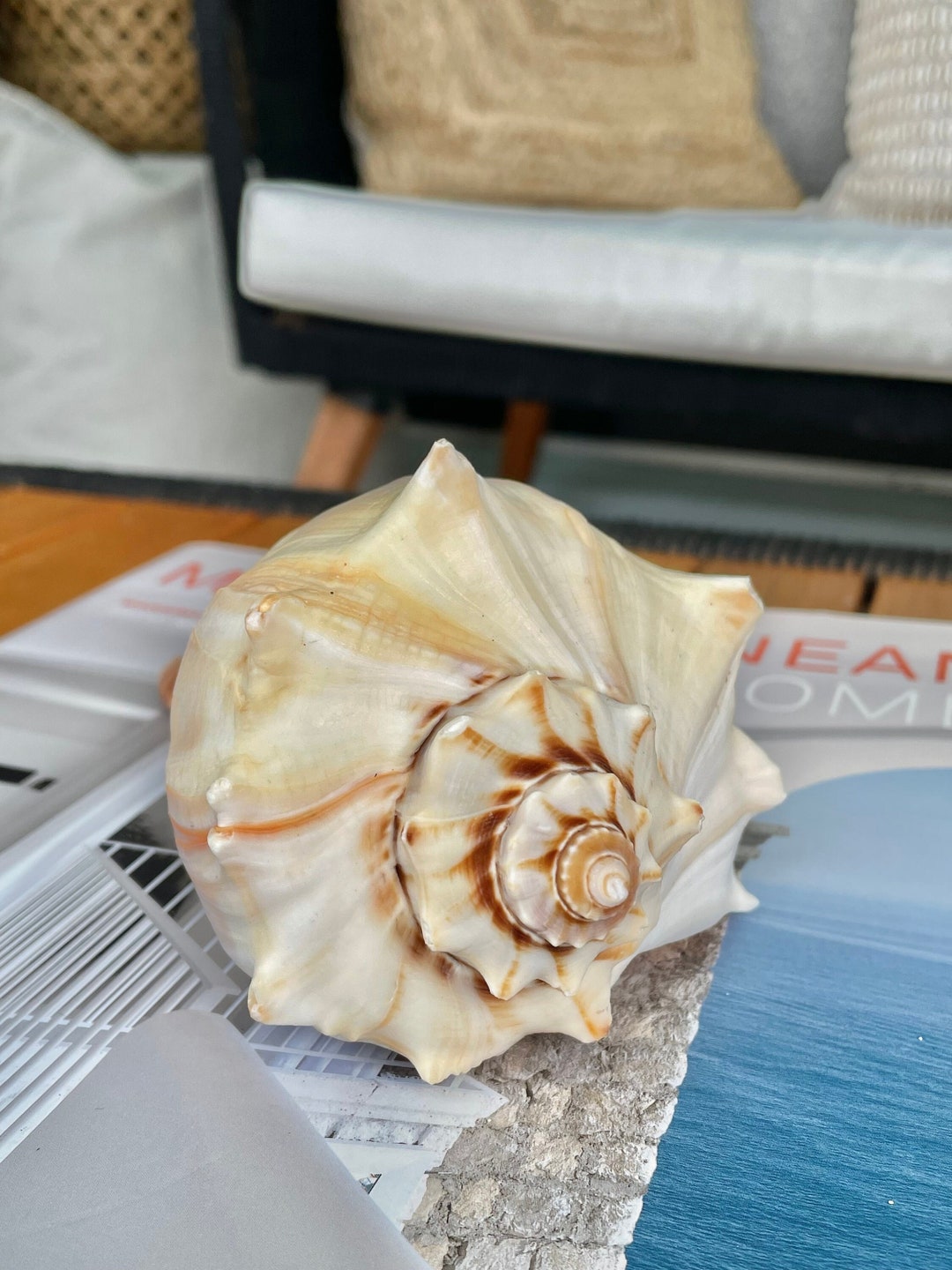 Natural North Atlantic Whelk Conch Sea Shell Large Seashell Beach Nautical Home Décor Coastal