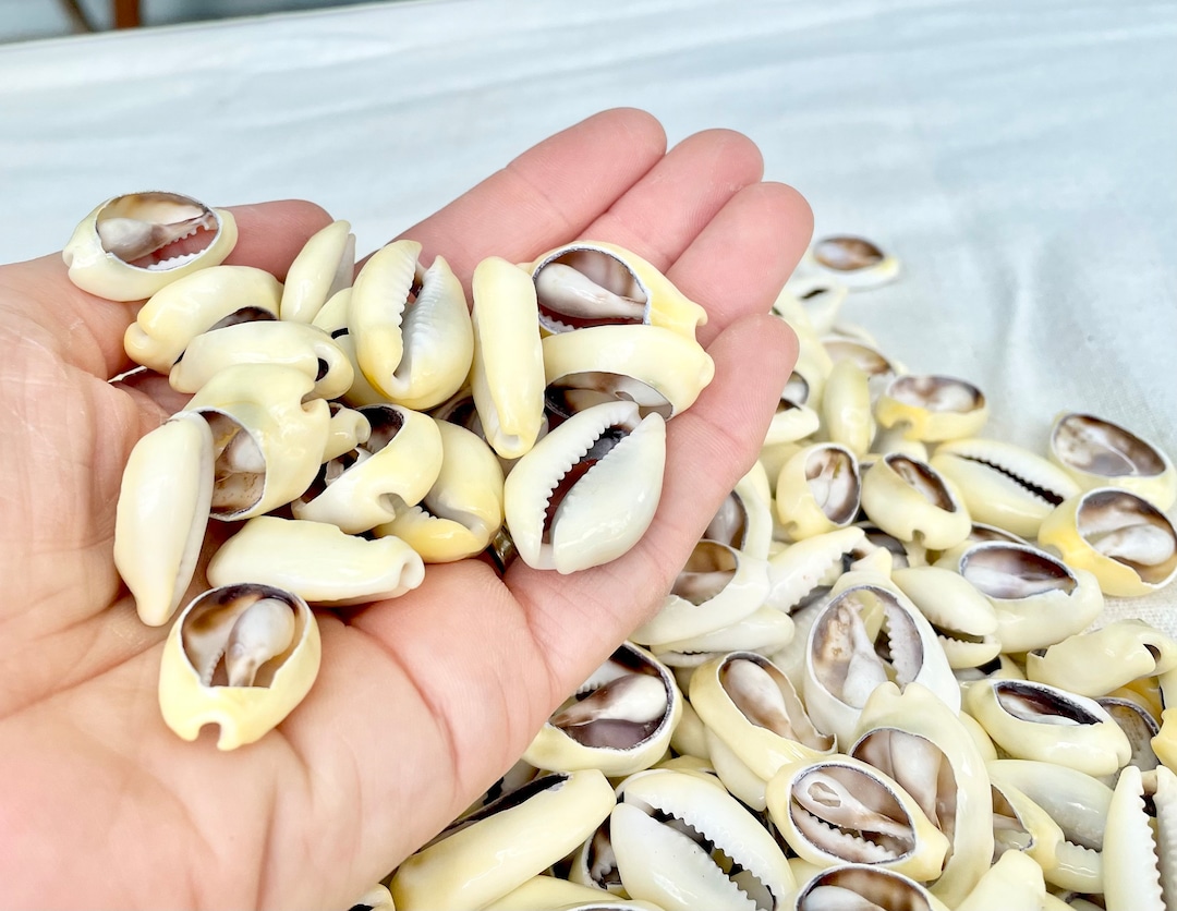 Bulk 100pc Sliced Cut Money Cowry Cowries Jewelry Shell Crafts Coastal ...