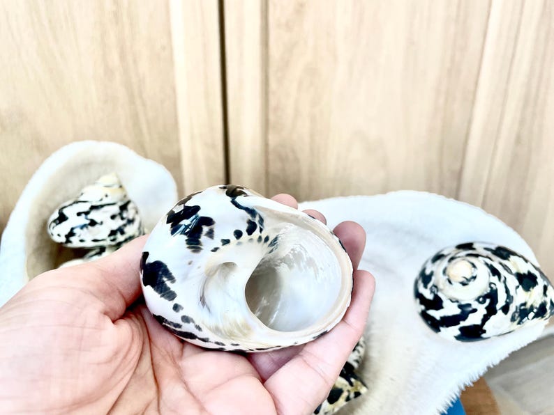 MAGPIE TURBO SHELLS *you Choose Size* Naturally Polished Black White ...