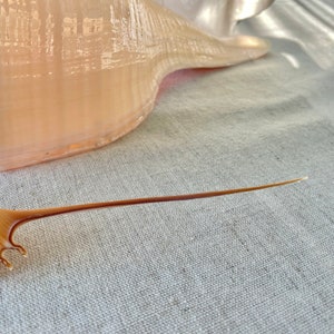 100% Real Shinbone Tibia Sea Shell Display Seashell 6-9" Coastal ...