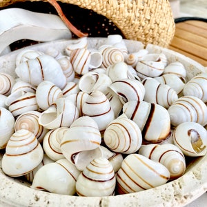 White Brown Striped Land Snail Seashells Small 1.5" Beach Wedding ...