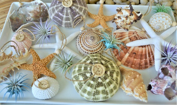 Mystery Beach Box Various Shells Seashells Sea Glass - Etsy