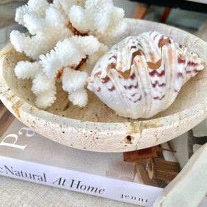 BEAR CLAW CLAM Shells 4-5" Paired Seashell Natural White Display ...