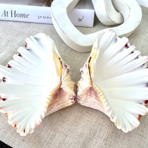 BEAR CLAW CLAM Shells 4-5" Paired Seashell Natural White Display ...
