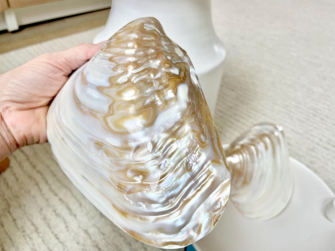 GIANT RIVER MUSSEL 1/2 Shell 7-8" Mother of Pearl Irredescent Display ...