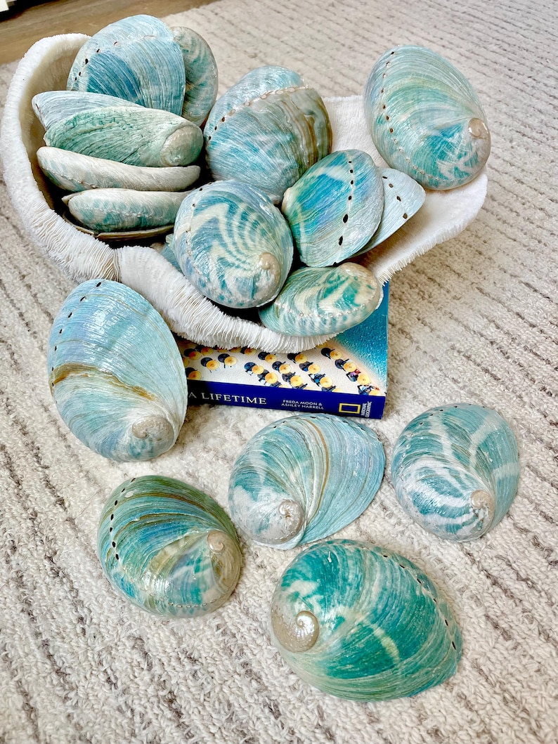 BLUE GREEN POLISHED Glossy Abalone Shells *4-4.5"* Silver Seashell ...