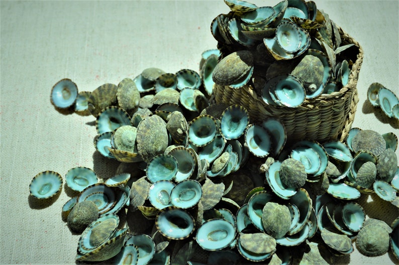 Emerald Green Limpet Shells (1/2"-1") Coastal Décor Beach Crafts ...