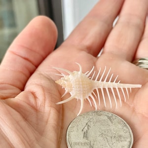 100% Real Large 1-6" You Pick Size Spikey Murex Pectin Venus Comb ...