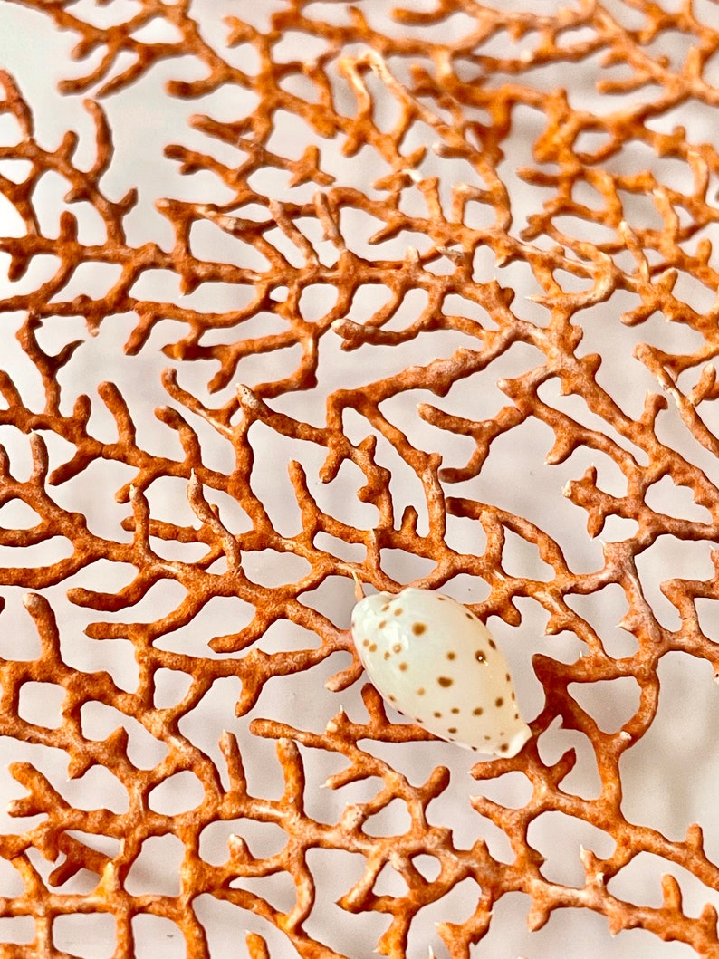 Rare Cypraea Punctata Spotted Cowrie Display Shell 10mm.13mm. - Etsy